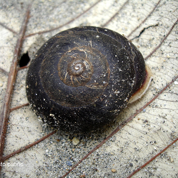 Gasterópodos-Moluscos (mollusks and gastropods) de Colombia | Project Noah