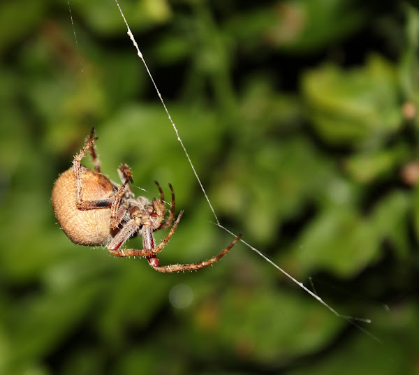 Spiky Hairy Field Spider | Project Noah
