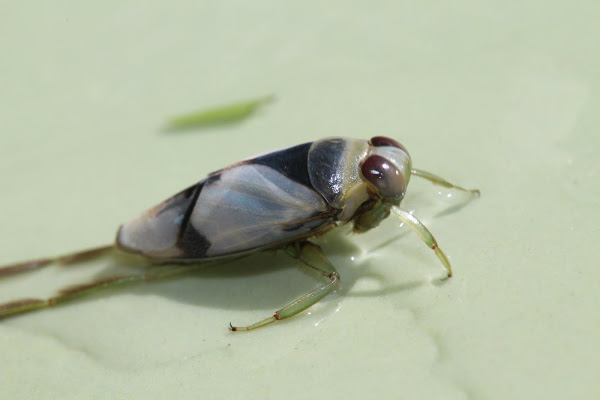 Common Backswimmer | Project Noah