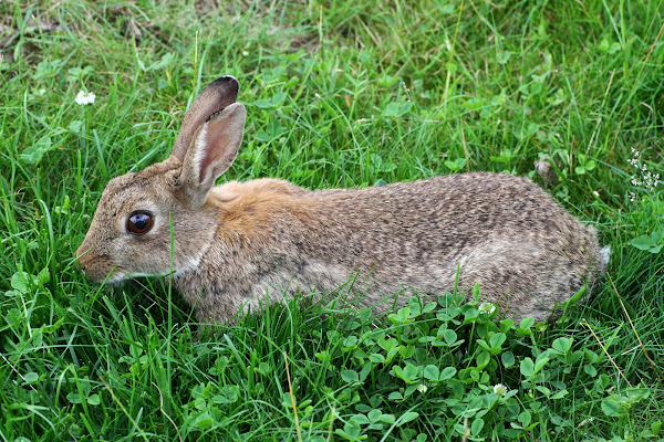 European Rabbit | Project Noah