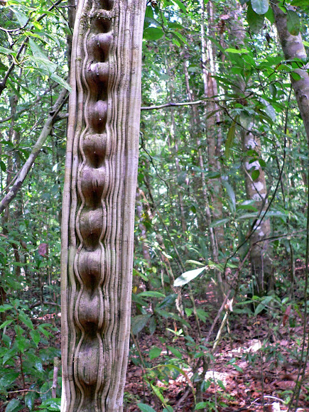 Monkey Ladder | Project Noah