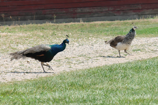 Indian peafowl | Project Noah