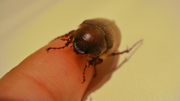 Mayate | Project Noah