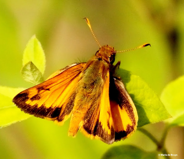 Zabulon skipper | Project Noah