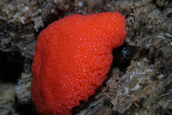 Red Raspberry Slime Mold | Project Noah
