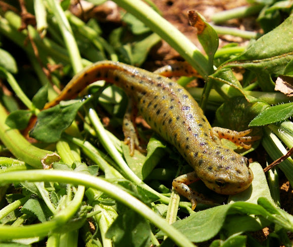 Black-spotted Newt | Project Noah