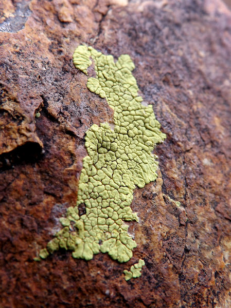 Pleopsidium flavum | Project Noah