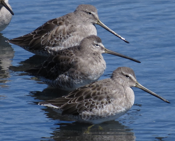 Long-Billed Dowitcher | Project Noah