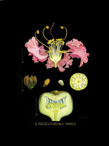 Illustration: Crape-Myrtle - Maud Purdy — Google Arts & Culture