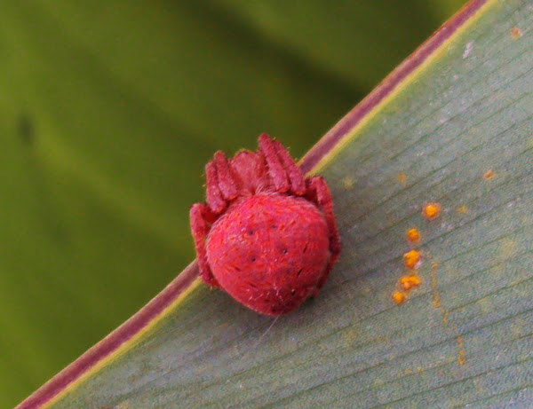 Red Orb Weaver Spider | Project Noah