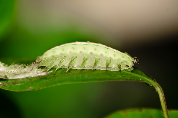 Spotting | Project Noah