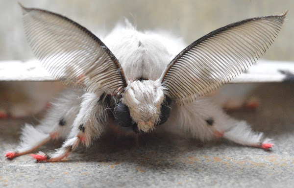 Gypsy Moth | Project Noah