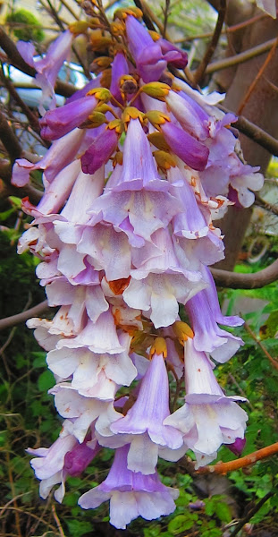 Empress Tree | Project Noah