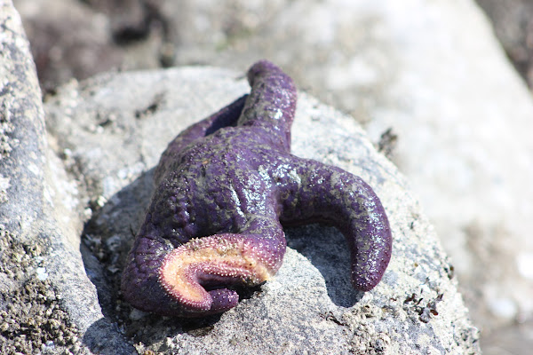 Purple Sea Star | Project Noah