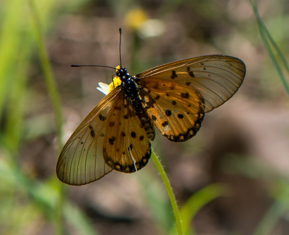 Wandering donkey acraea | Project Noah