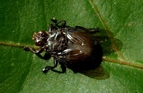 Louse fly | Project Noah