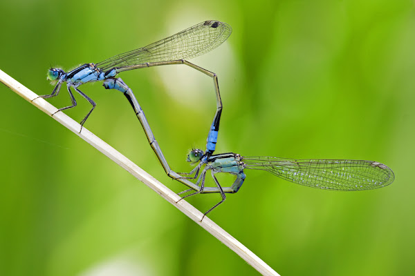 Two Mating Damselflies | Project Noah