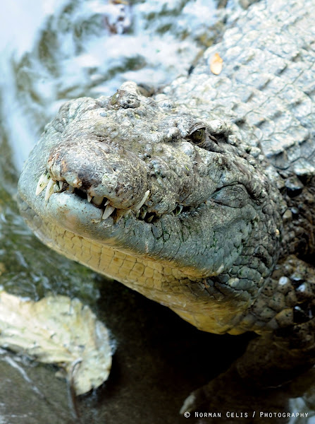 Crocodile | Project Noah