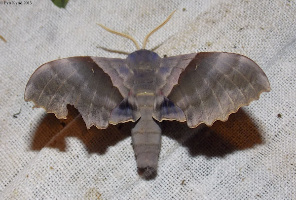 Big Poplar Sphinx | Project Noah