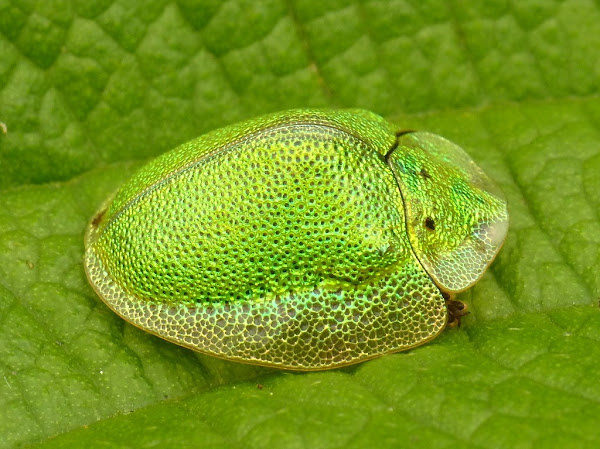 Tortoise beetle | Project Noah
