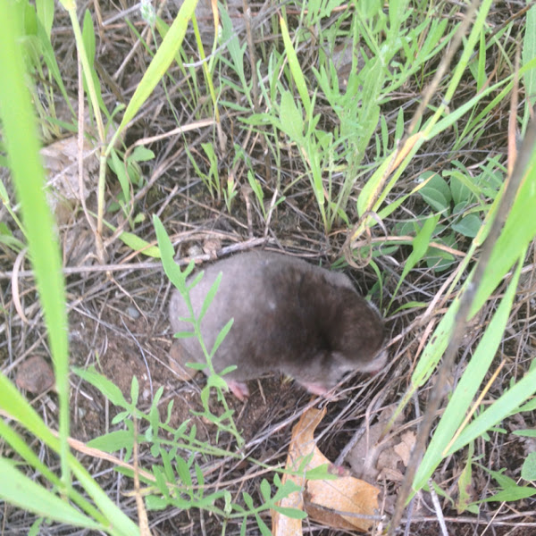 Eastern Mole | Project Noah