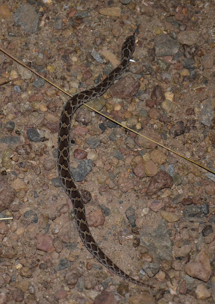 Russel's viper | Project Noah