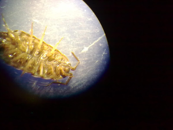 Bicho-de-conta; Tatuzinho | Project Noah