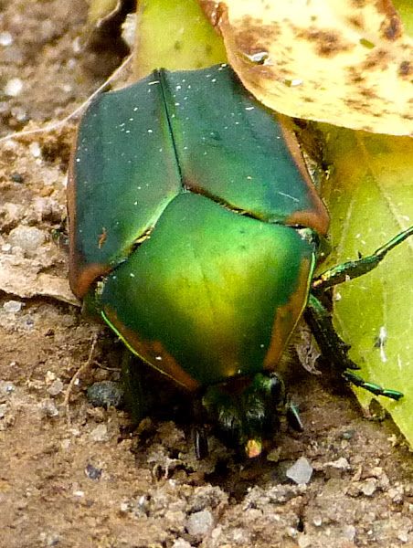 June beetle | Project Noah