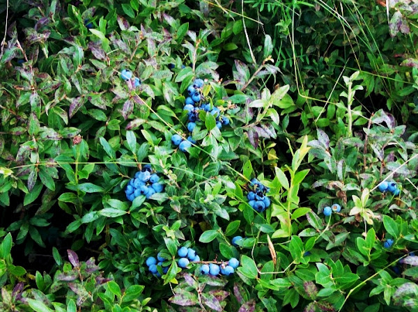 Blueberries! | Project Noah