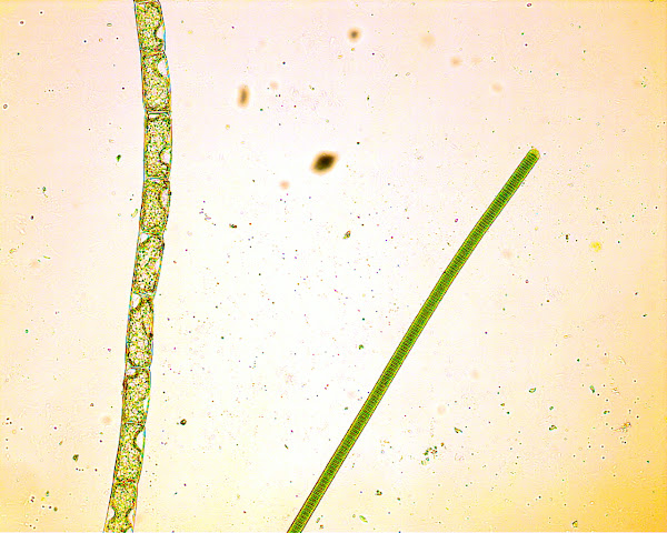 Microspora | Project Noah