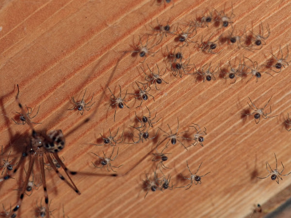 Giant Daddy Long Leg (Egg & Spiderlings) | Project Noah