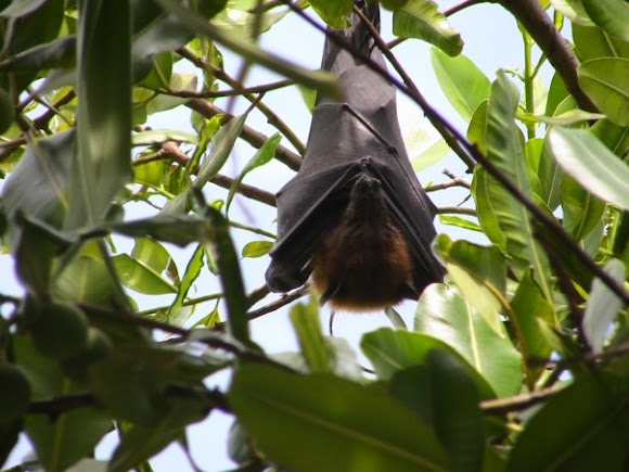 Zorro volador | Project Noah