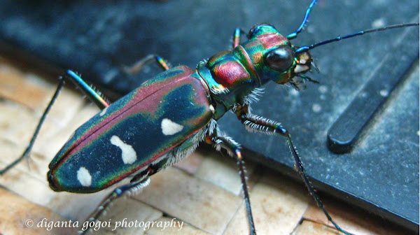 Tiger beetle | Project Noah