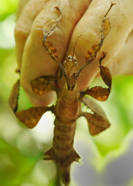 Giant Prickly Stick Insect | Project Noah