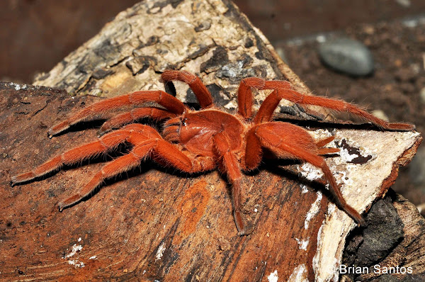 Panay Orange Tarantula | Project Noah
