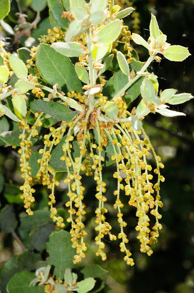 Holm oak flower; Flor de encina | Project Noah