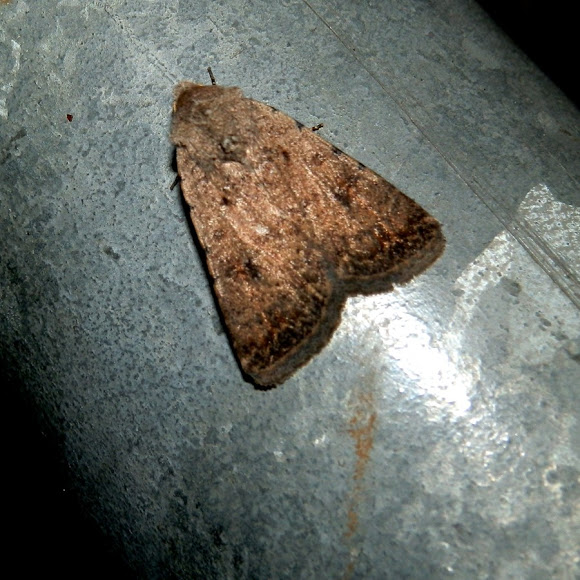 Noctuid Moth | Project Noah