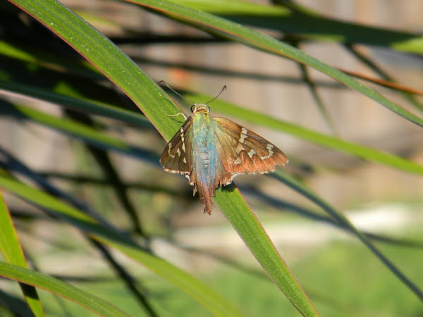 Long Tailed Skipper | Project Noah