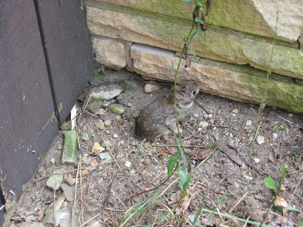 Baby Eastern Cottontail rabbit | Project Noah