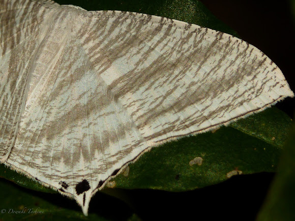 Micronia Moth | Project Noah