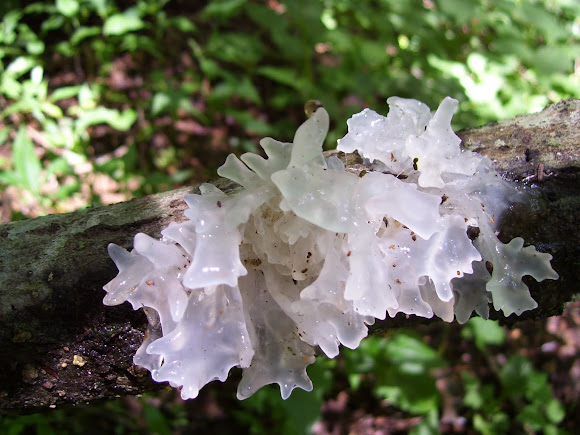Snow Fungus, Silver Ear Fungus or White Jelly Mushroom | Project Noah
