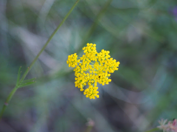 Mountain parsley | Project Noah