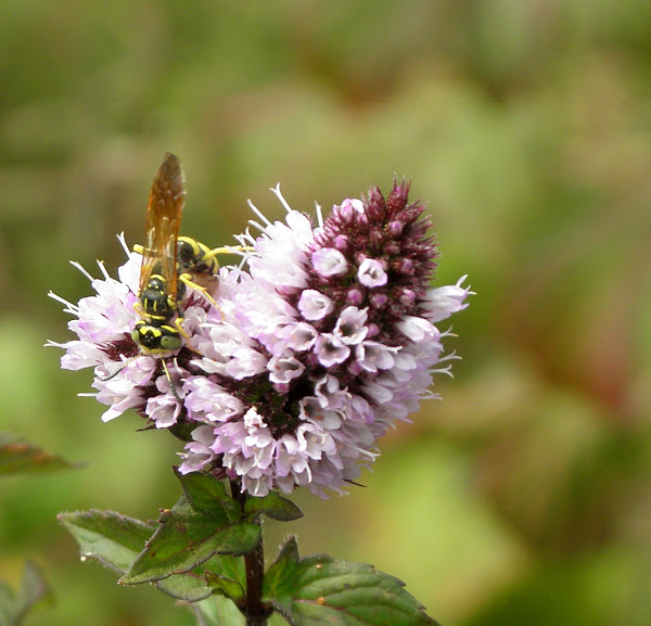 Beewolf | Project Noah