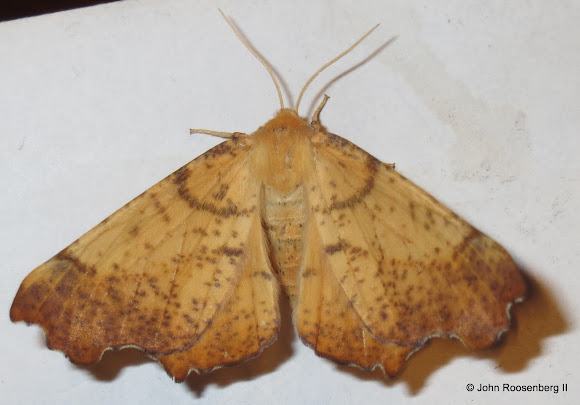 Maple Spanworm Moth | Project Noah