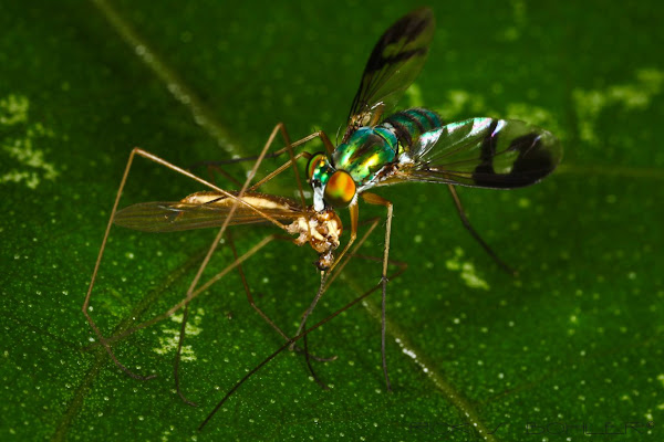 long-legged fly | Project Noah