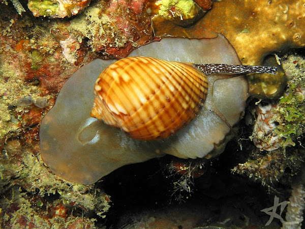 Giant Tun | Project Noah