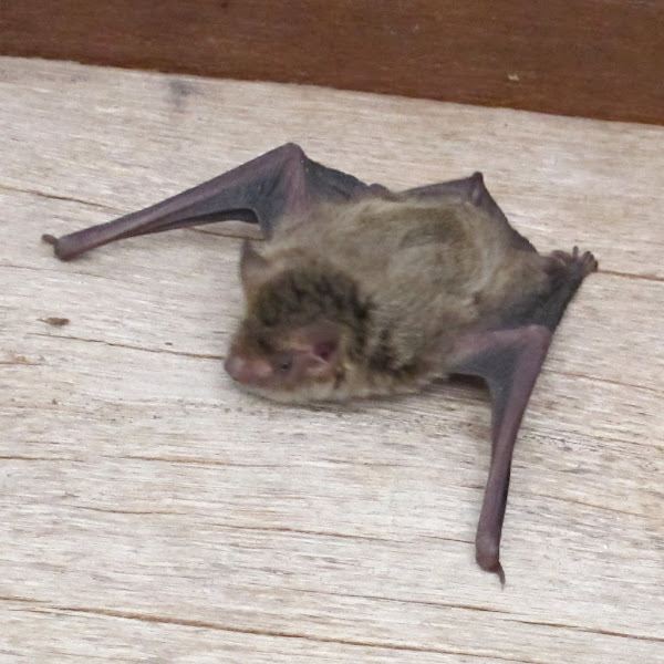 Little Forest Bat | Project Noah