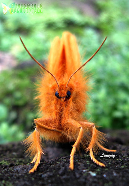 Monkey Moth | Project Noah