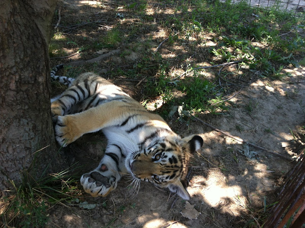 Siberian Tiger | Project Noah