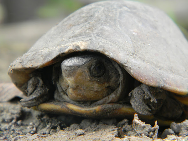 Morrocoy - Scorpion Mud Turtle | Project Noah